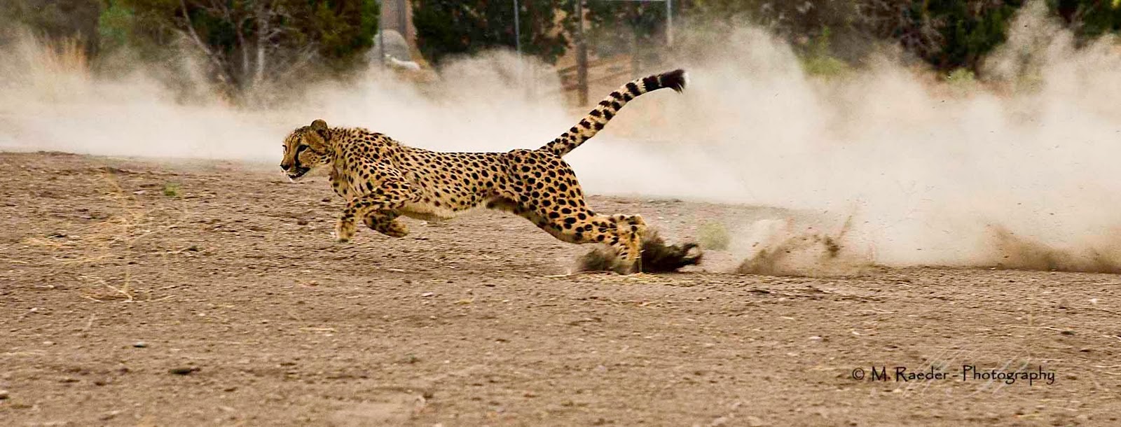 Karya Kreativitasku: Artikel (Cheetah)