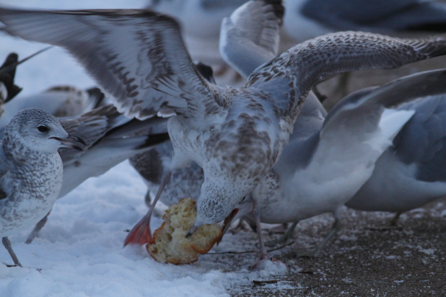 GullDK: Russian Common Gull (Larus canus heinei), 2cy, 16.1.2013 ...