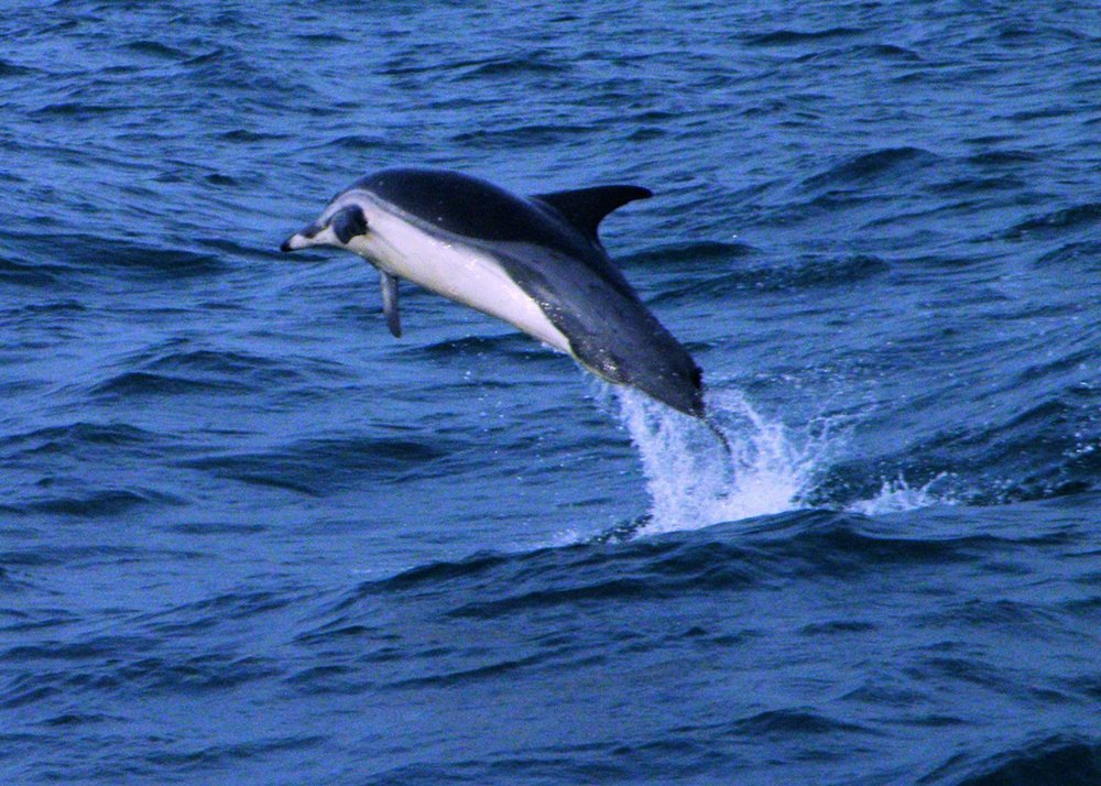 15 Fascinating melanistic animals (15 pics) | Amazing Creatures