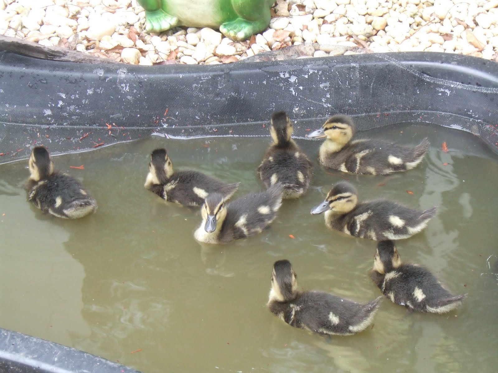 The Adams' Family Farm: Ducklings 2 weeks old 5-1-11 pt 2