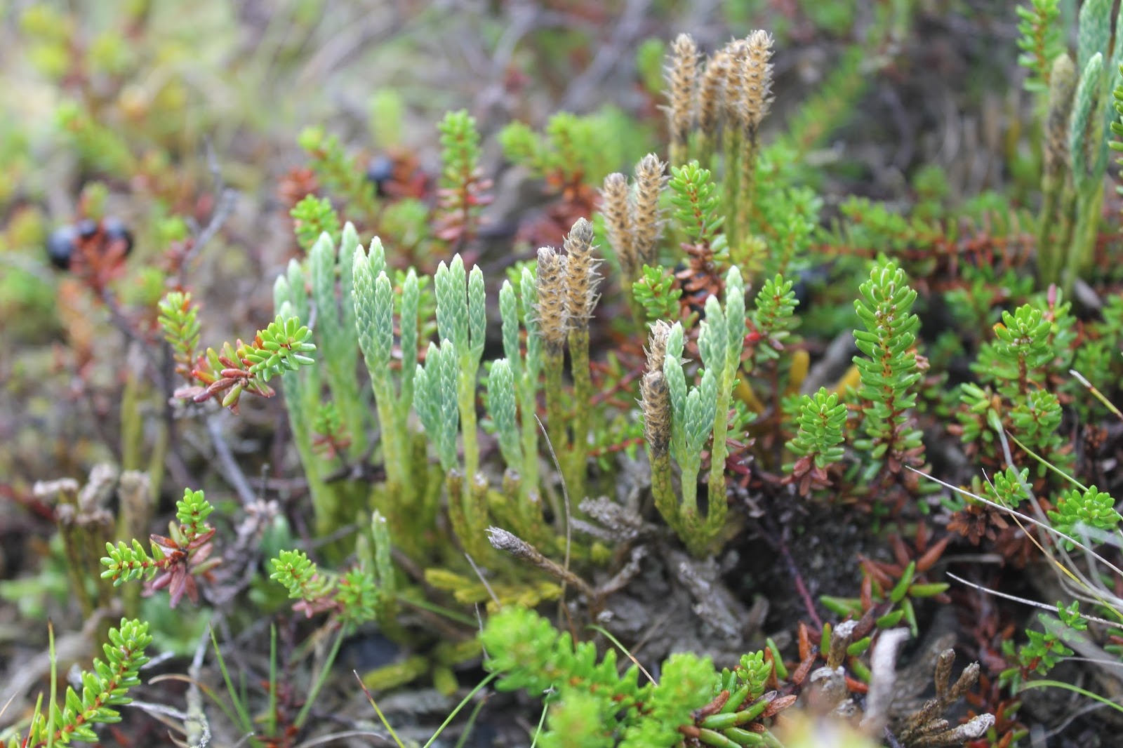 Valley Naturalist: 2017