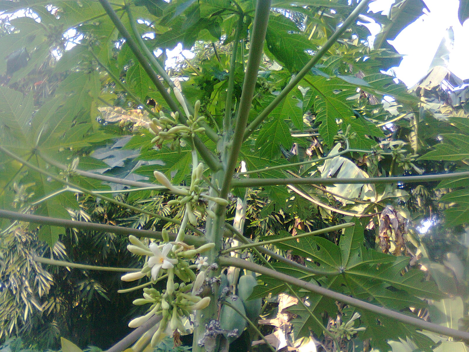 Cara Menanam Pepaya Di Kebun dan Di Sawah Agar Cepat Berbuah Lebat ...
