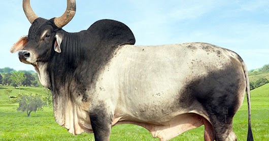 ASOCIACION ECOLOGISTA RIO MOCORETA: RAZA BOVINA GUZERAT