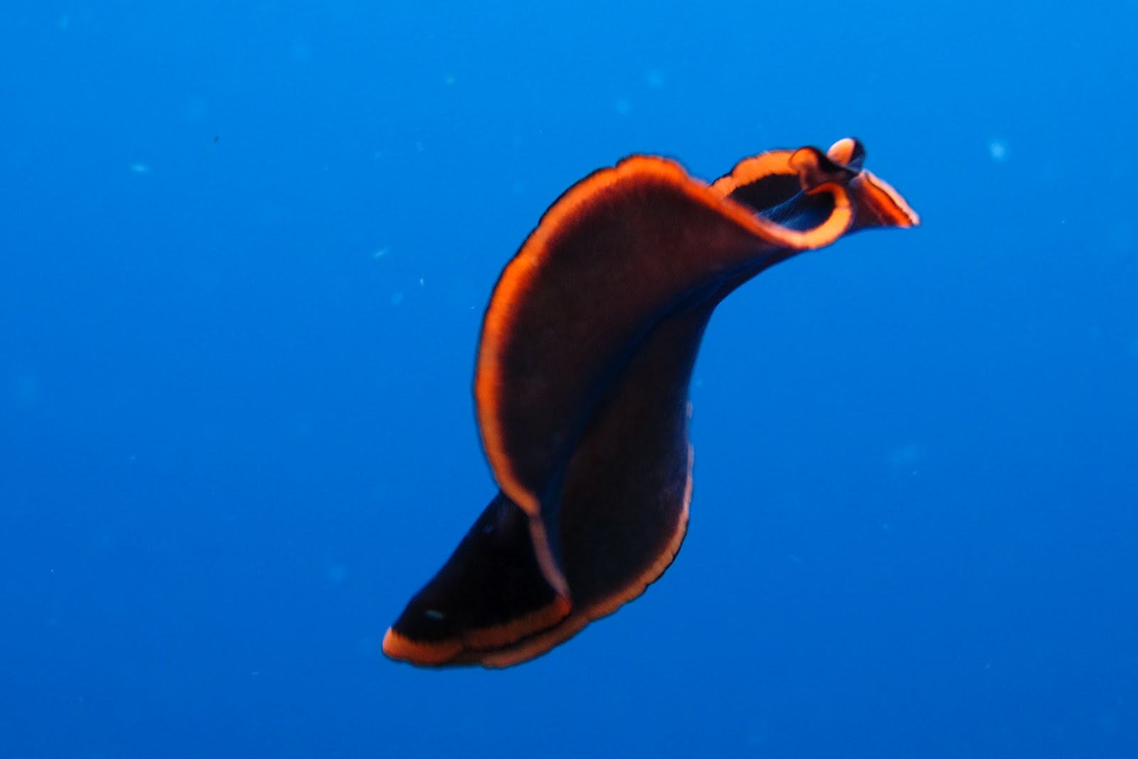 BillsDiving: Flatworm Swimming