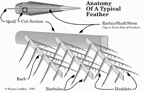 Eagle Information: Eagle Documents and Pictures