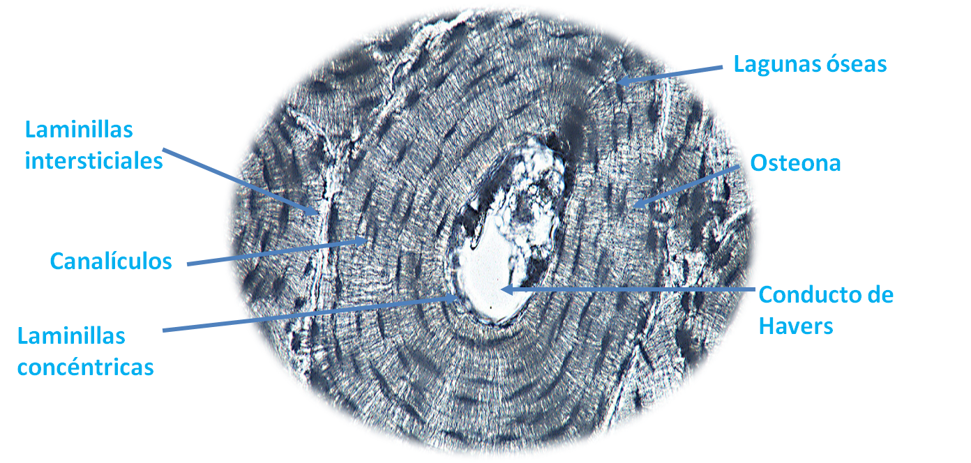 Tejido óseo: CARACTERÍSTICAS HISTOLÓGICAS Y NUTRICIÓN