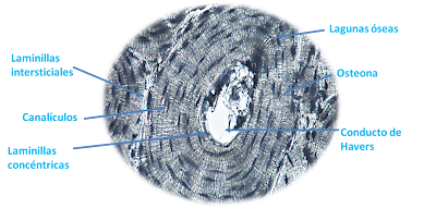 Tejido óseo: CARACTERÍSTICAS HISTOLÓGICAS Y NUTRICIÓN