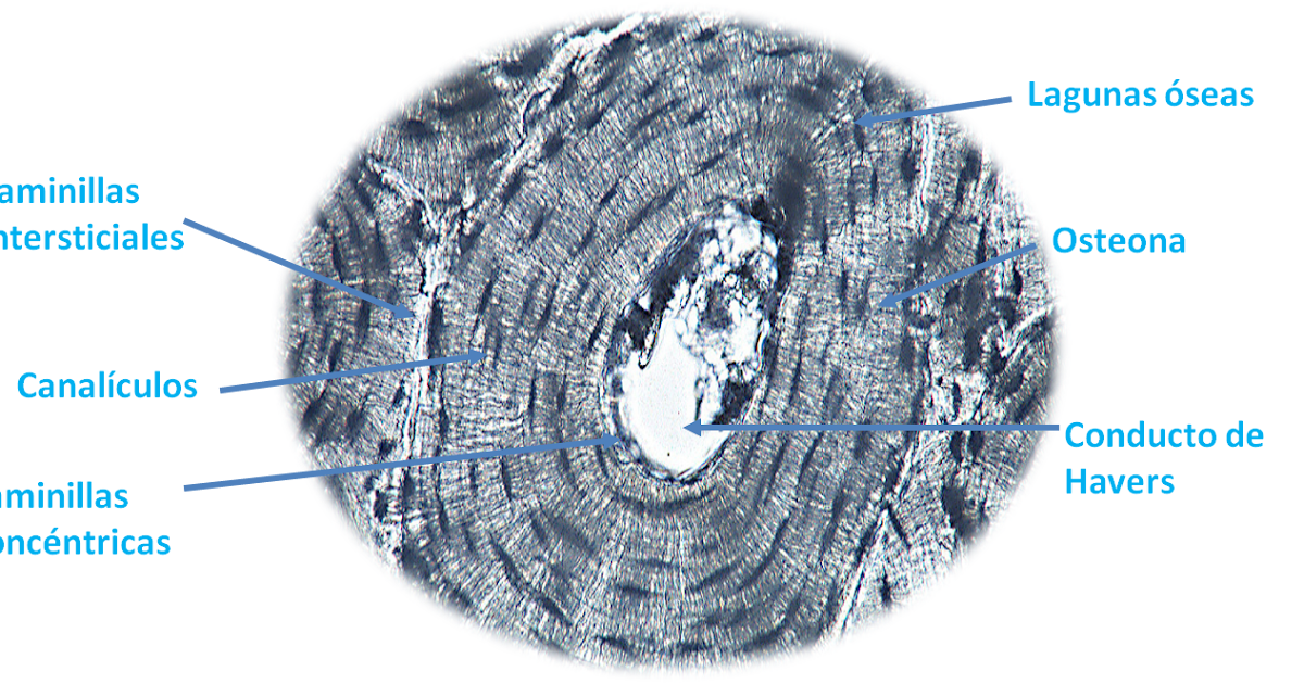 Tejido óseo: CARACTERÍSTICAS HISTOLÓGICAS Y NUTRICIÓN