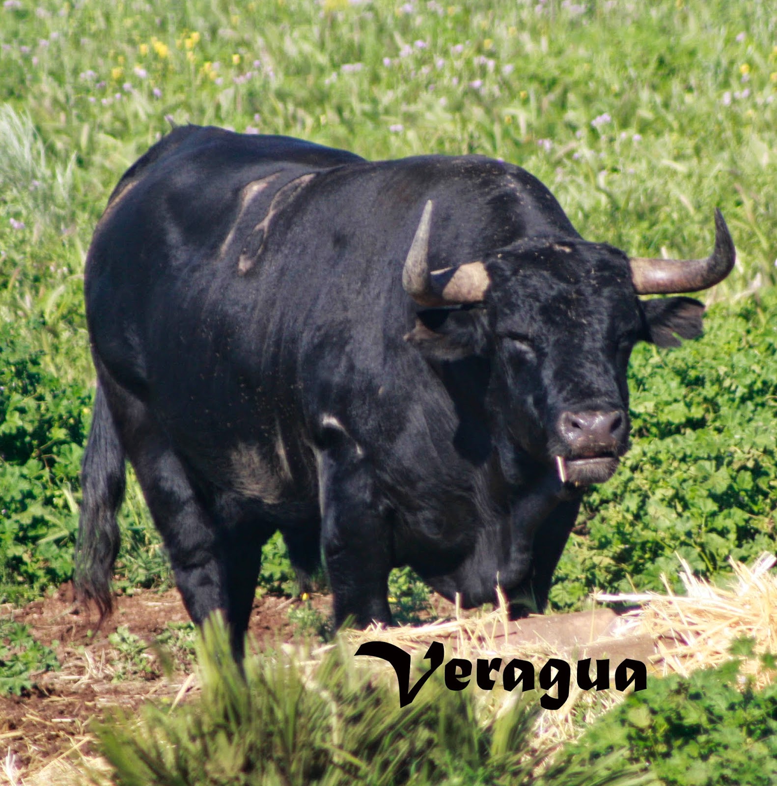 Encastes Bravos: Toros de Cuadri para la Feria de Julio de Valencia