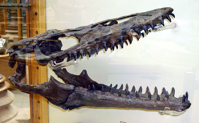 Reptossaurus: PLIOPLATECARPUS