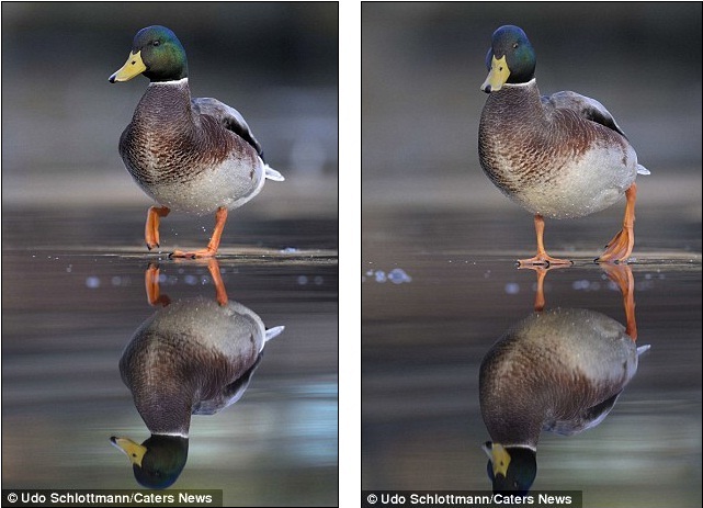 Ice weather for ducks! Clumsy mallard's slapstick antics after spotting ...