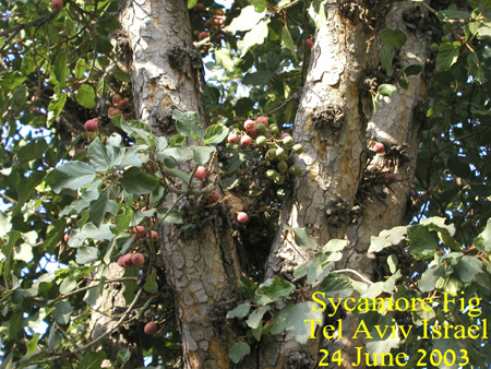 SHEPHERD'S TAKE: AMOS THE MINOR PROPHET