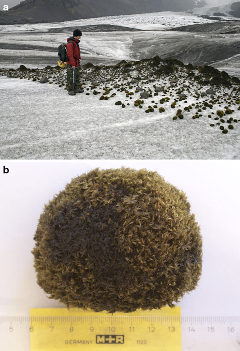 Moss Plants and More: 2012