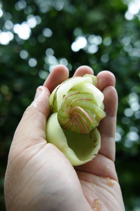 OUR PHILIPPINE TREES: The U.P. Katmon Revisited