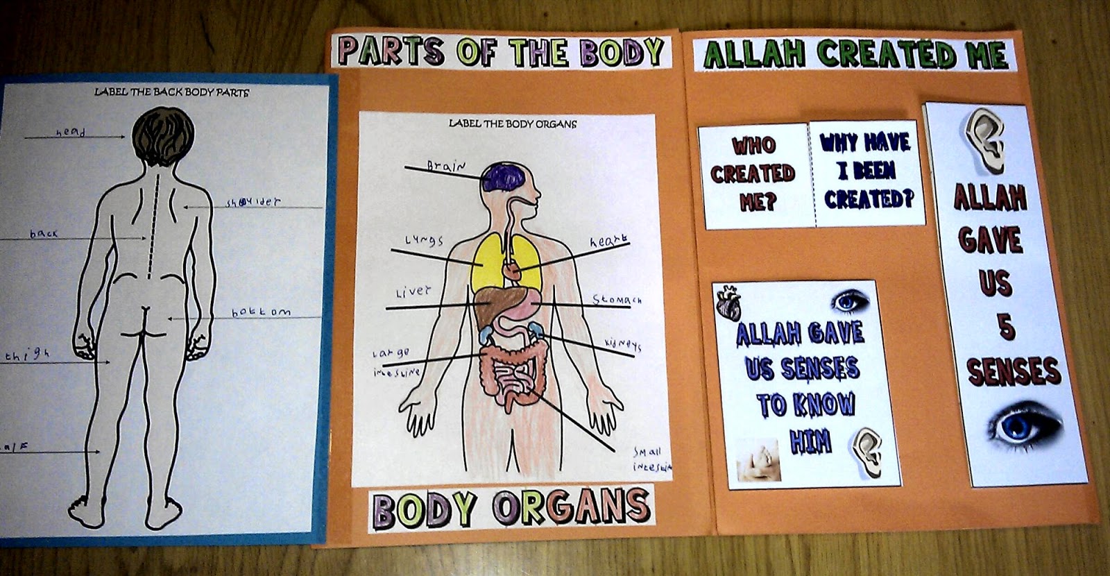 Iman s Home School Human Body Lapbook Early Readers Writers iman-s-home-school-human-body-lapbook-early-readers-writers