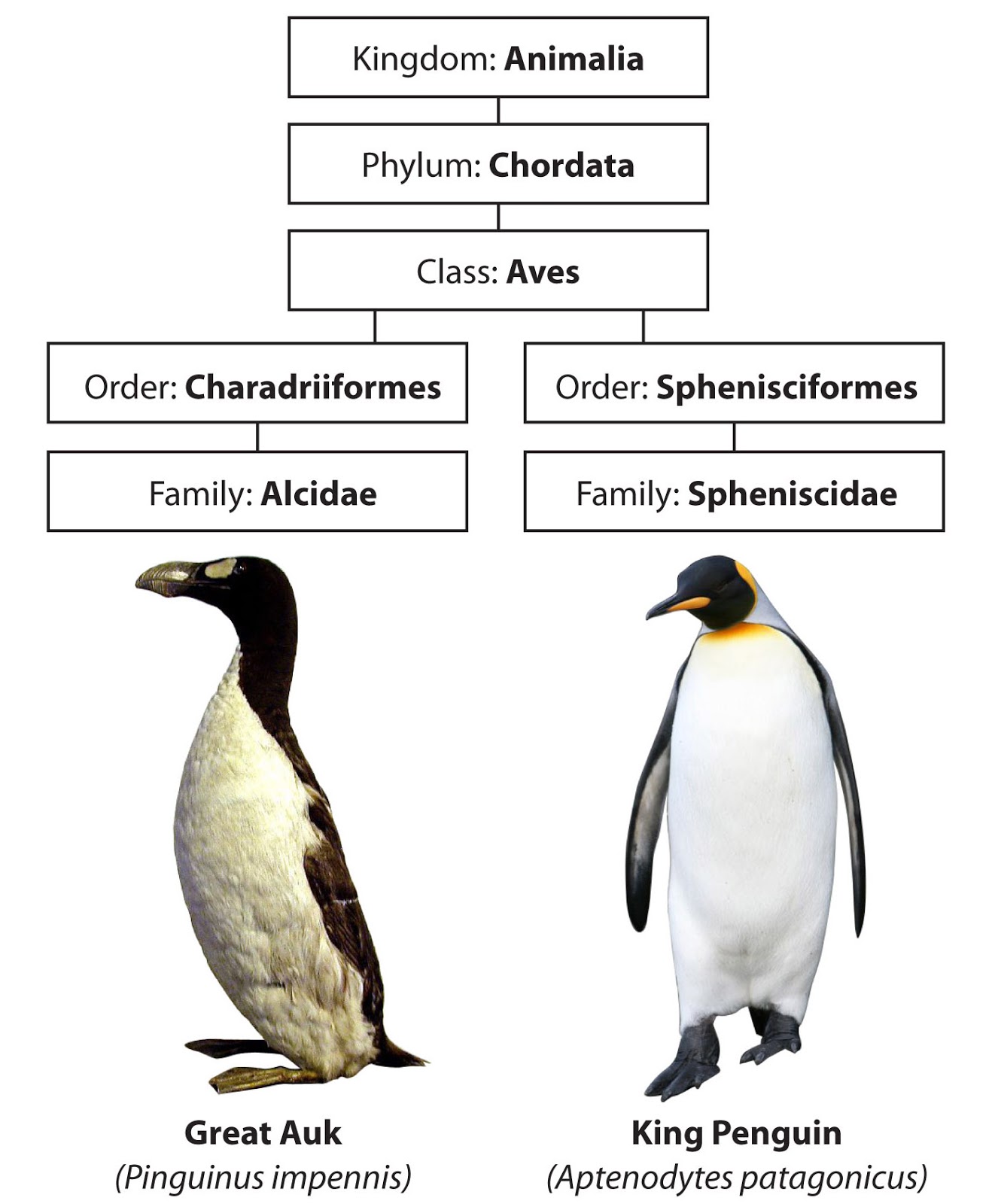 Weekly Science Quiz: The Last Arctic Penguin