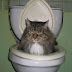 Oh my... | Funny Cat Pictures