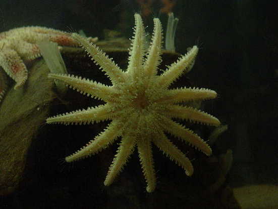 RAMBLES FROM MY CHAIR: Alphabet Wednesday – P is for Pisces