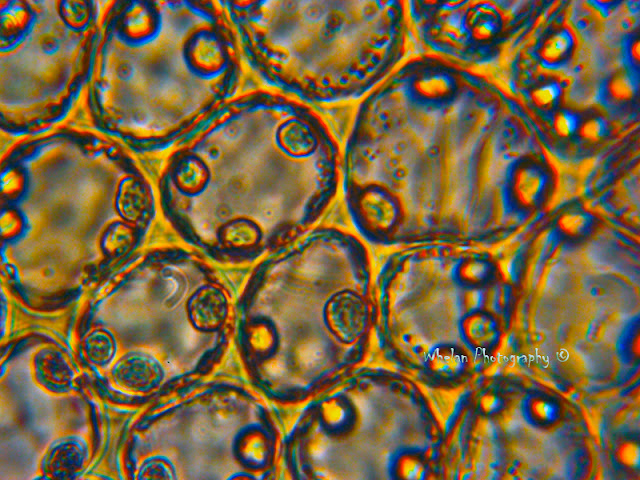 Kasutatud materjalid - Samblad