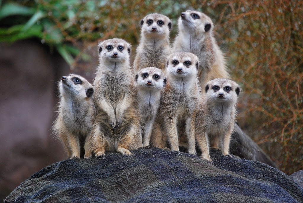 Meerkat Facts
