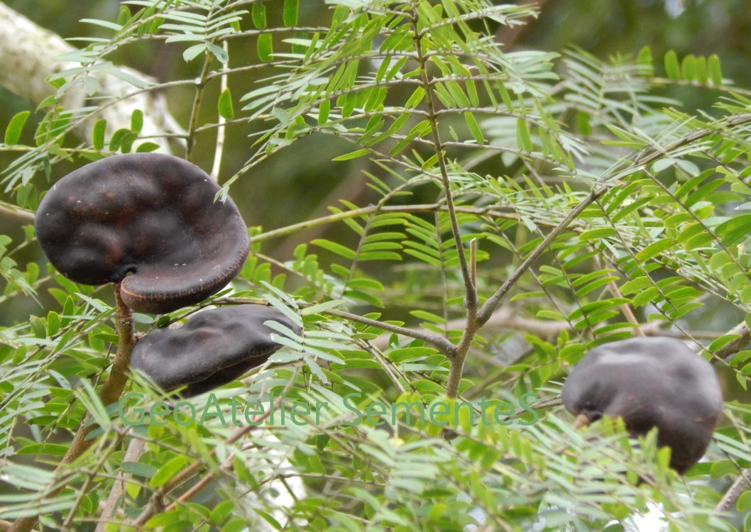 Planta Orelha De Macaco - RETOEDU