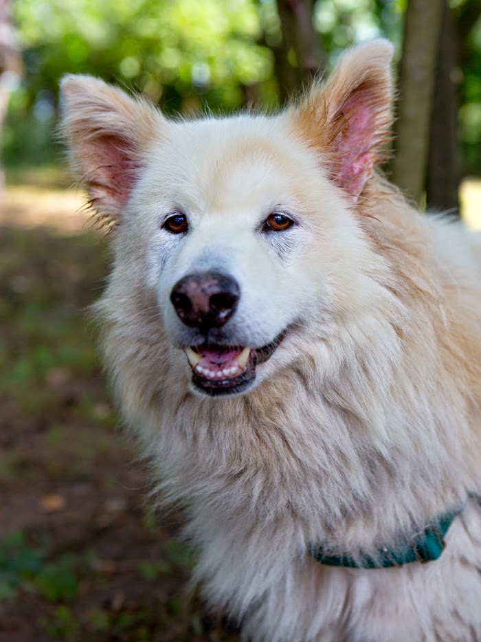 Shelter Dogs of Portland: "SITKA" gentle senior Samoyed mix