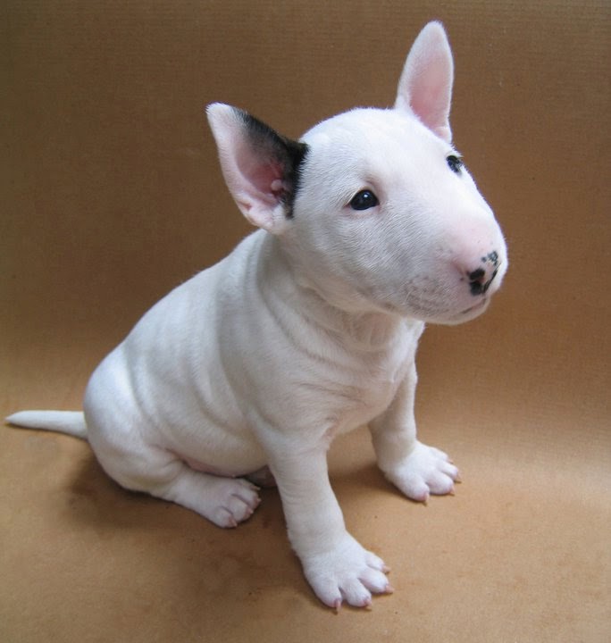 Bull terrier | WIKI PERROS