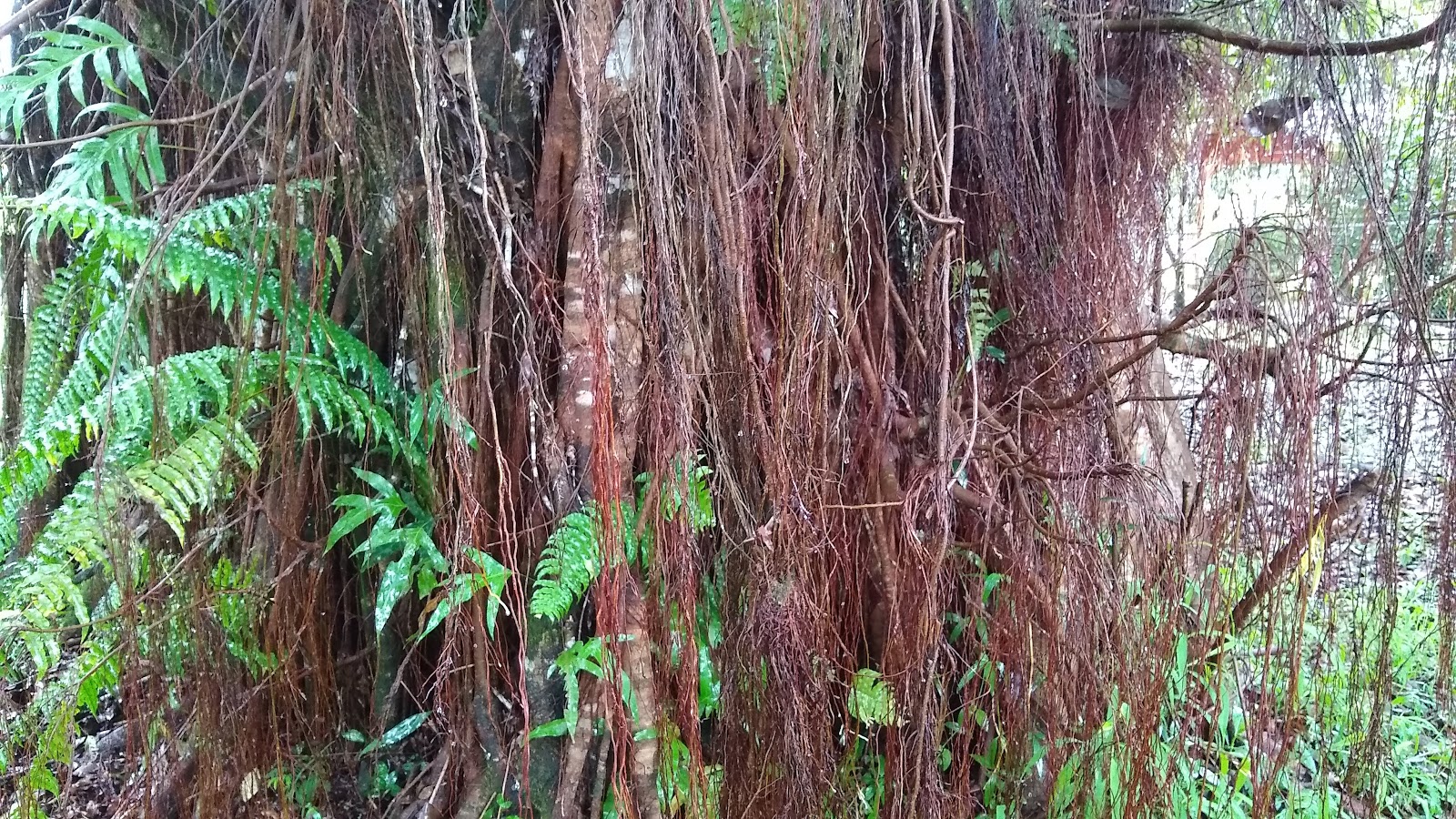 Pwunso botanic garden spice, timber, and gymnosperms