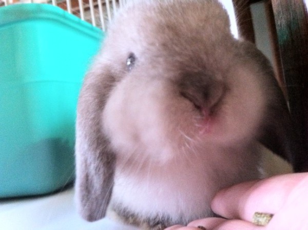 Rabbits for sale in Singapore!: (SOLD) very small, round and adorable ...