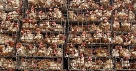 Sophie`s Vegetarian Army: Cruelty 101: Factory Farming in Canada Exposed