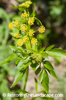 Restoring The Landscape With Native Plants: Golden Alexander Faunal ...