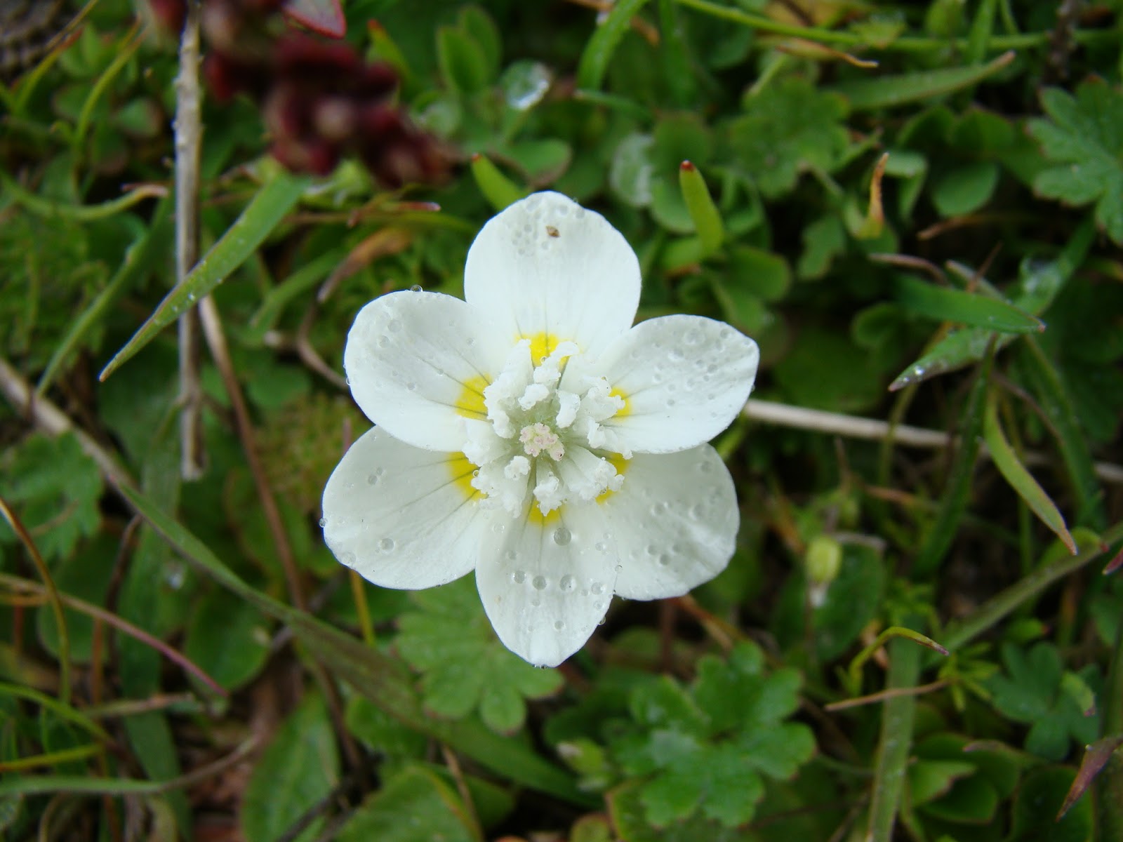 Leaves of Plants: Cream cups