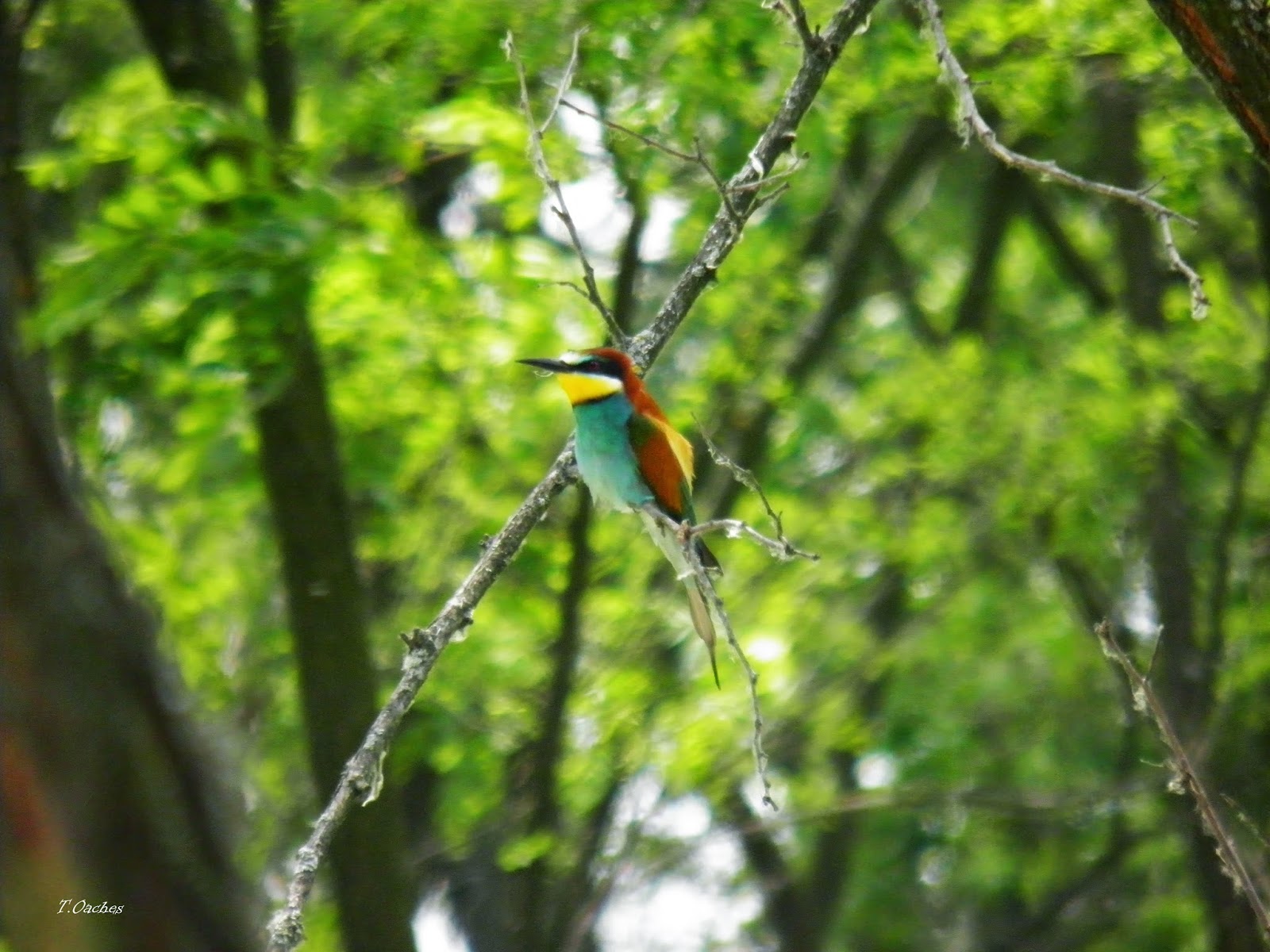 PASARI DIN ROMANIA: PRIGORIE, Merops apiaster