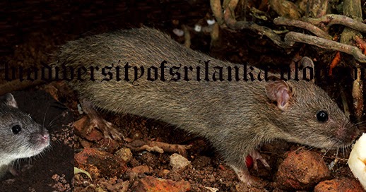 Biodiversity of Sri Lanka: හීන් ඌරු මීයා[Heen Uru Meeya]/Lesser ...