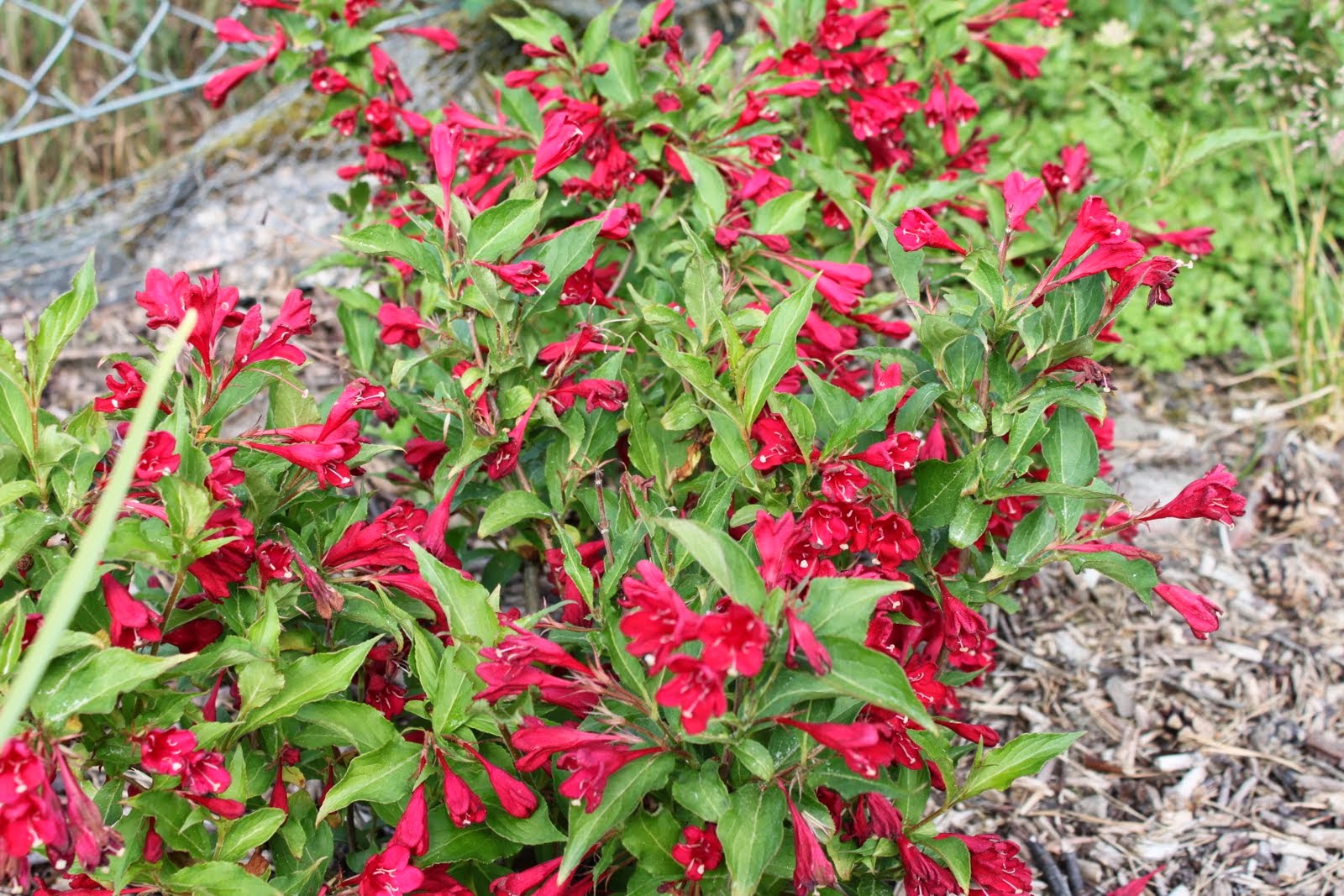 Mina trädgårdar: Sommarblommande buskar