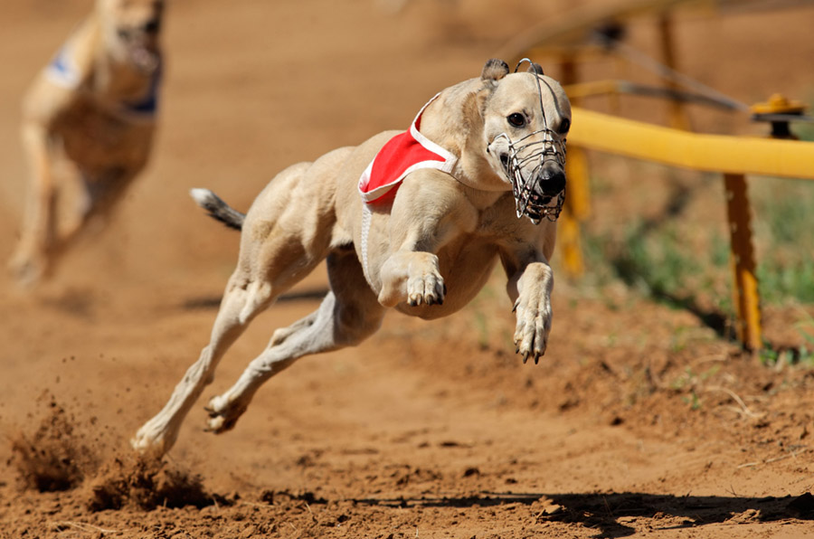 Greyhound - Breed Profile | Australian Dog Lover