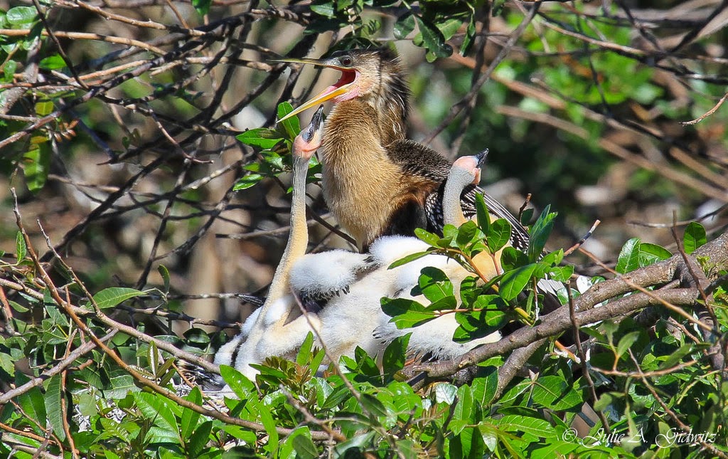 Birding Is Fun!: A Visit to the Venice Rookery