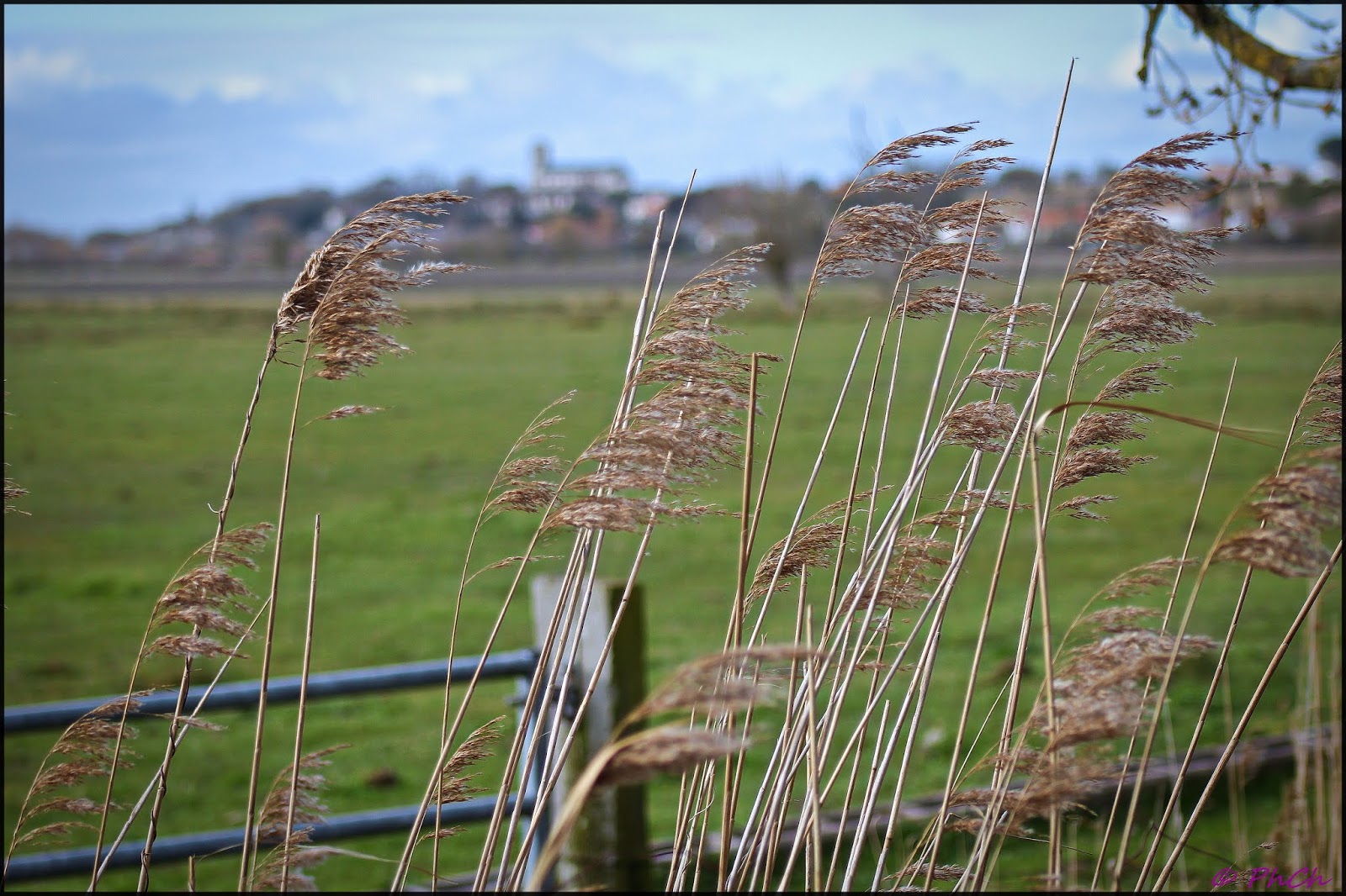 VIRGULE de VUES: Le vent dans les joncs