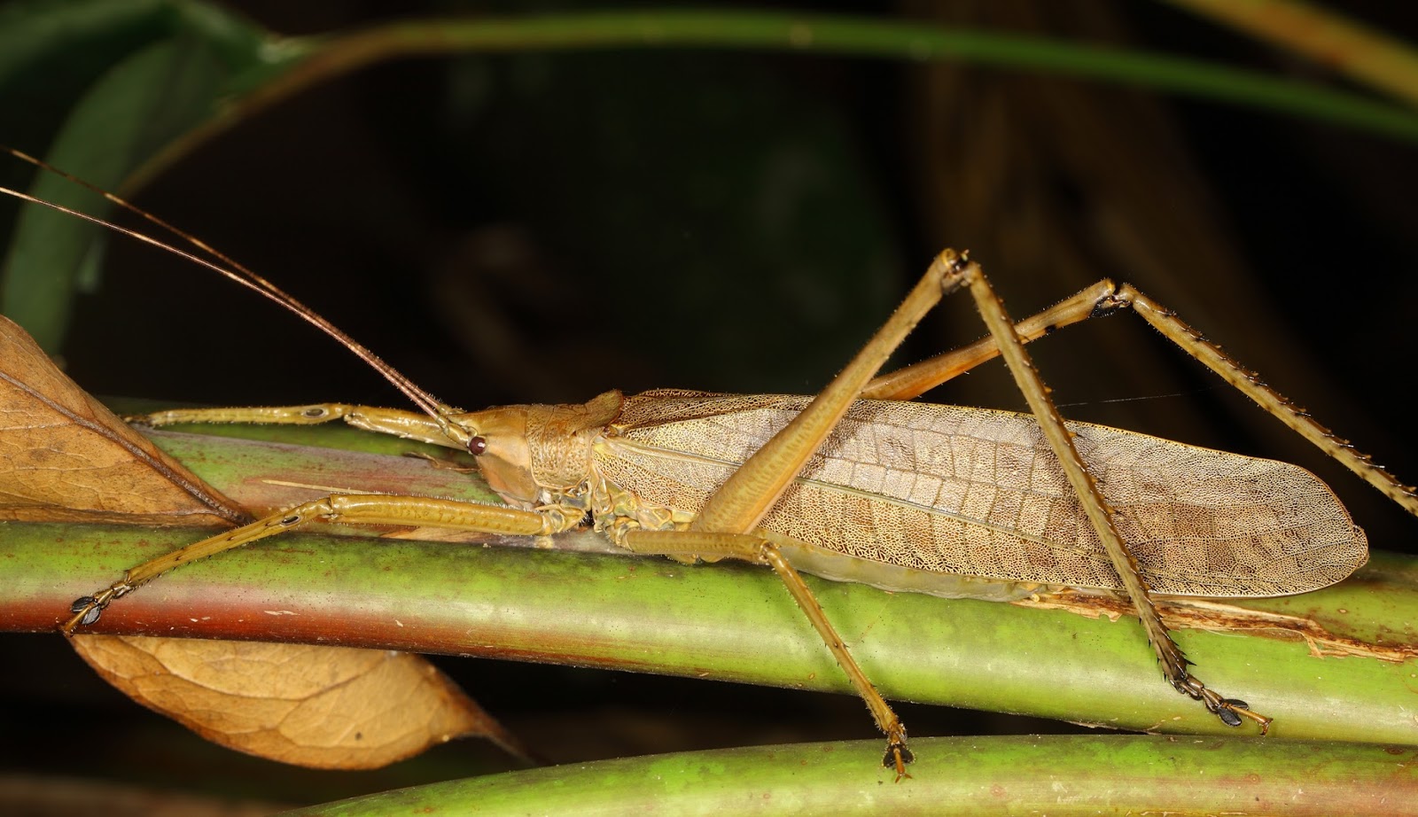 BunyipCo: April 2018