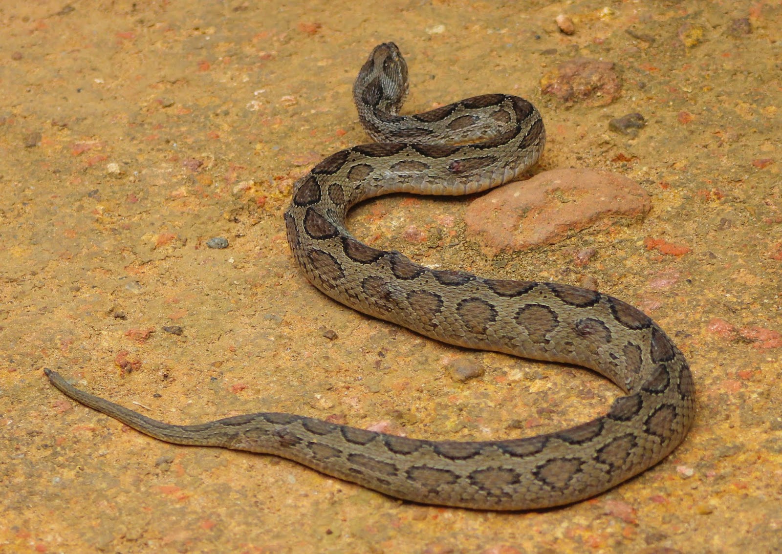 Cannundrums: Indian Russell's Viper