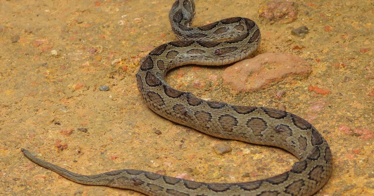 Cannundrums: Indian Russell's Viper