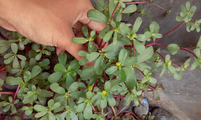 Khasiat dan Manfaat Dari Tanaman Krokot Untuk Kesehatan