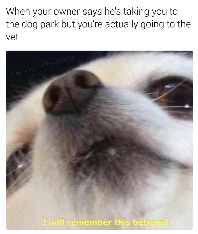 46 Random Memes Photos That Make Your Day | 9GIG