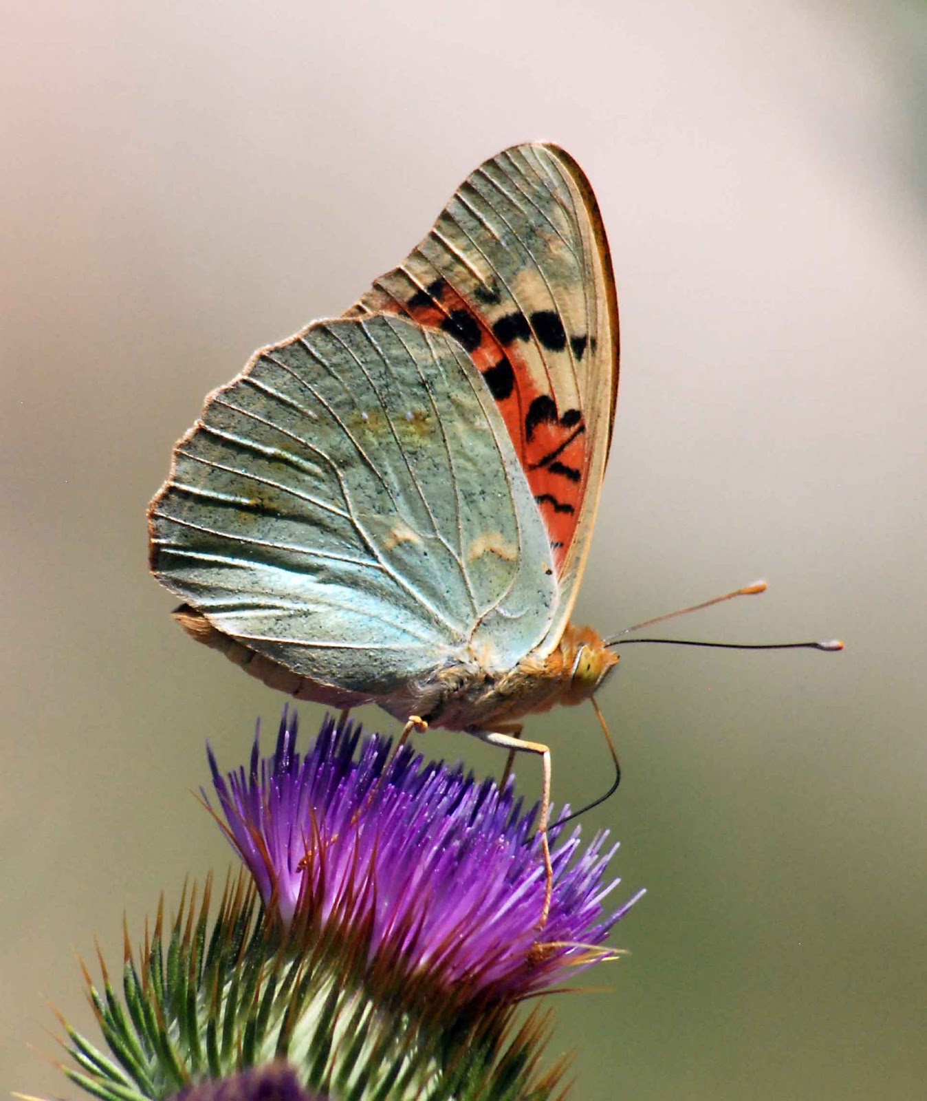 Papallones del Camp.: Pandora.