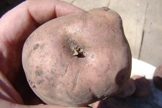 Morning Joy Farm: How to Cut Seed Potatoes