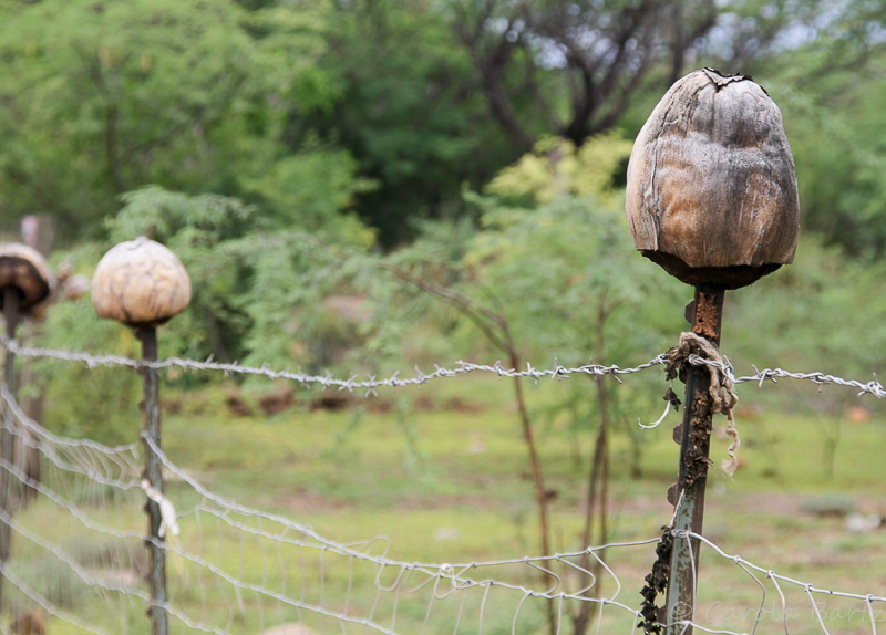carola bARTz: Coconut Fence