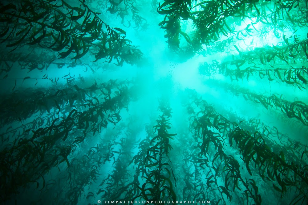 Greenwichdiving: Bosques de macroalgas