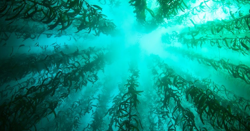 Greenwichdiving: Bosques de macroalgas
