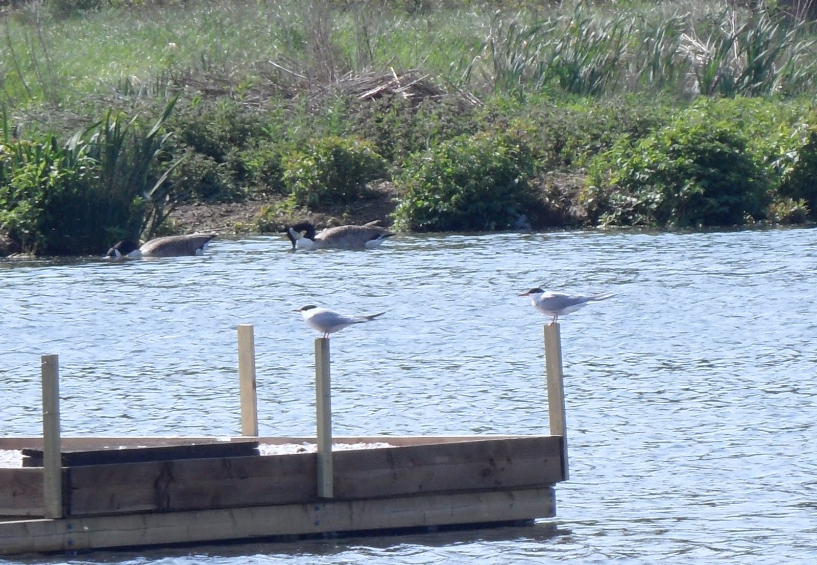 Dannysbirds: Yeadon Tarn & Rodley Nature Reserve