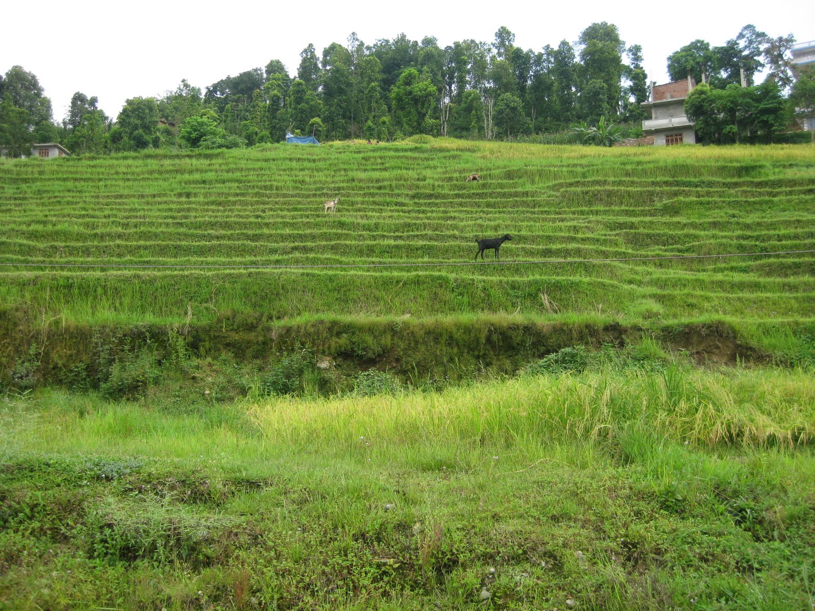 Nepal: The Hills Around Dhading